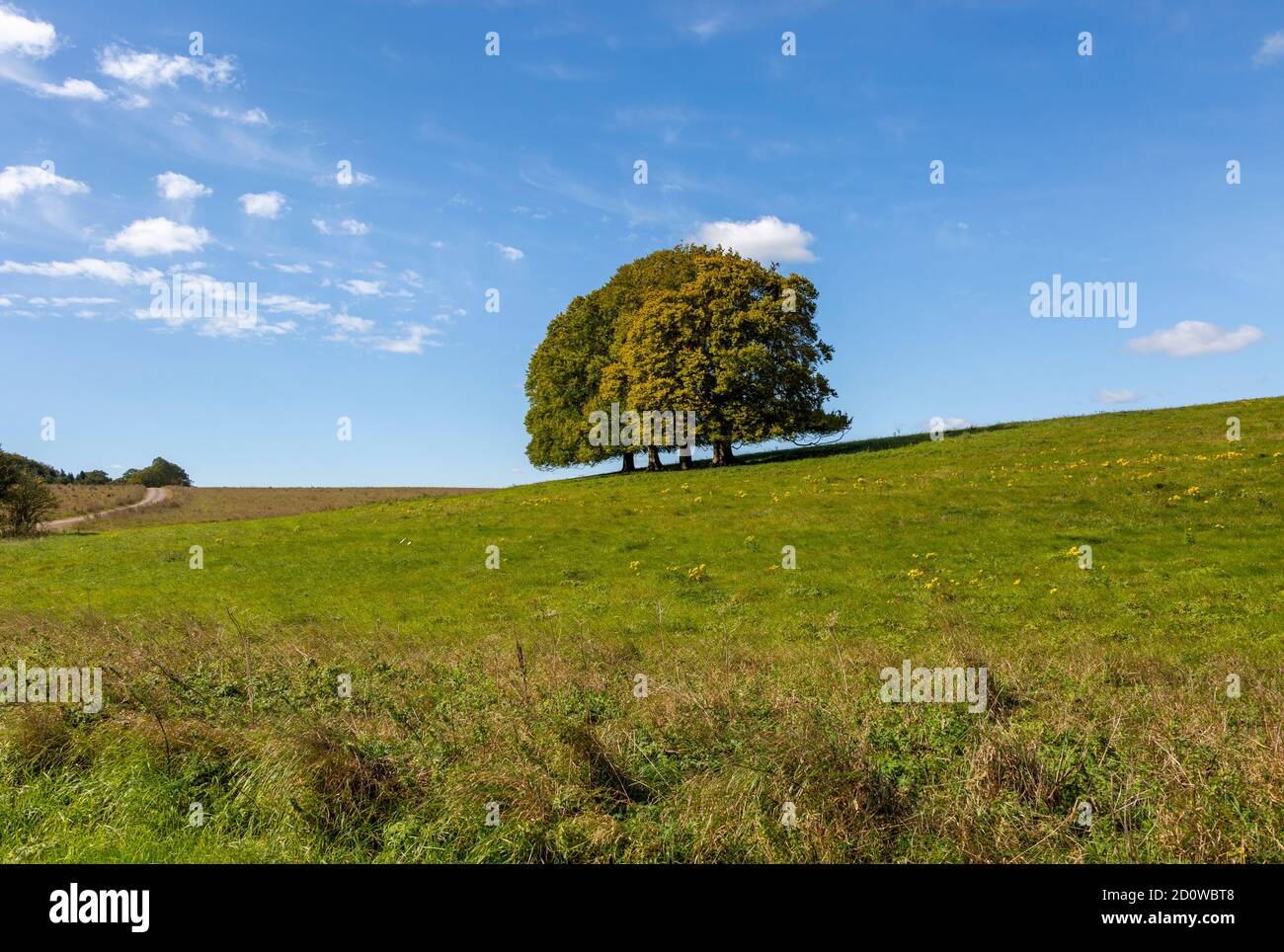 Landscape with clump of common beech trees blue sky on grassy green ...