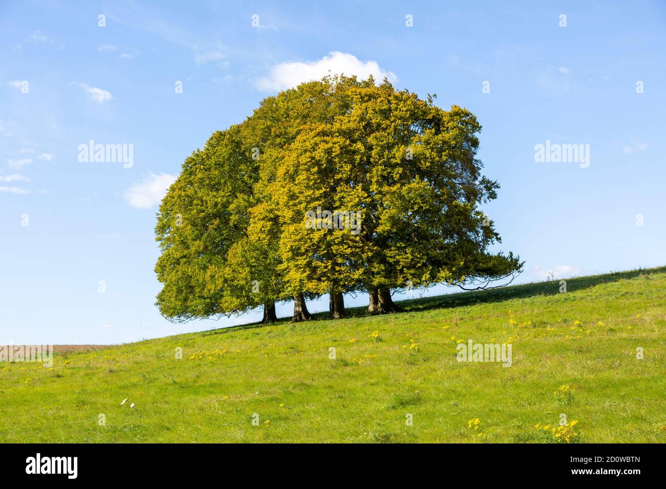 Plain trees tree hi-res stock photography and images - Alamy