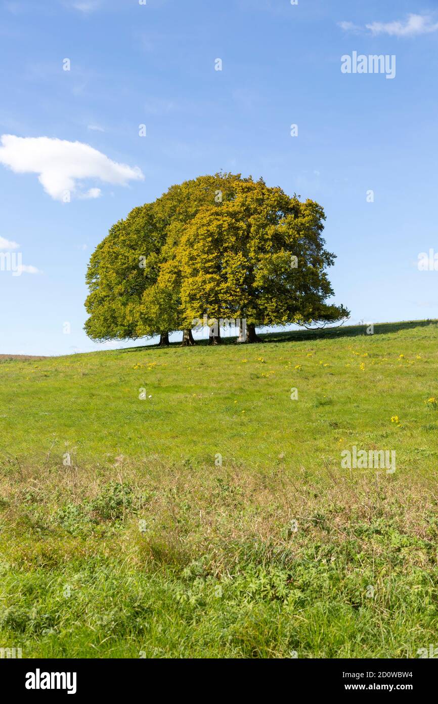 Landscape with clump of common beech trees blue sky on grassy green ...