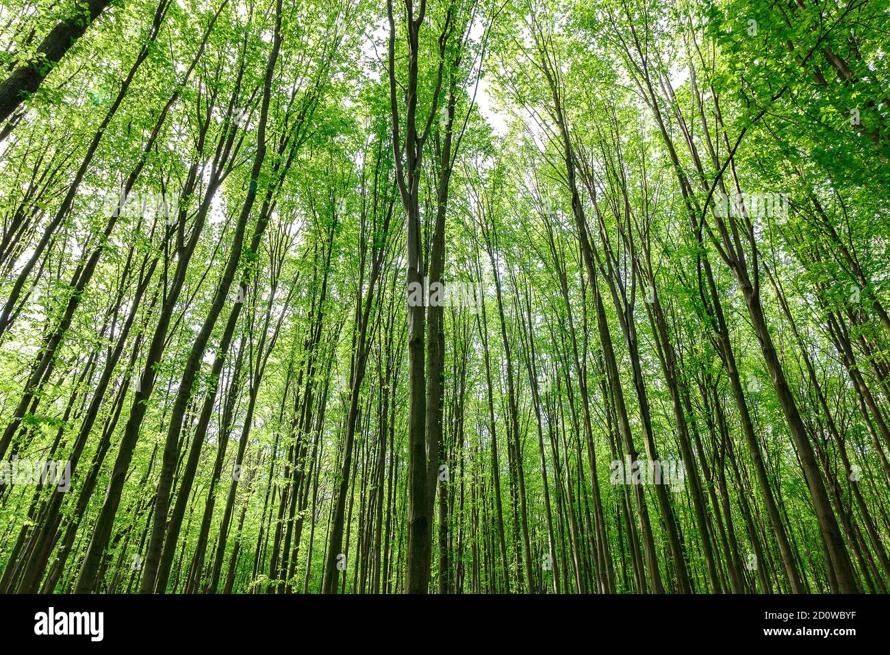 Green deciduous forest in the rain drops on a sunny day Stock Photo - Alamy