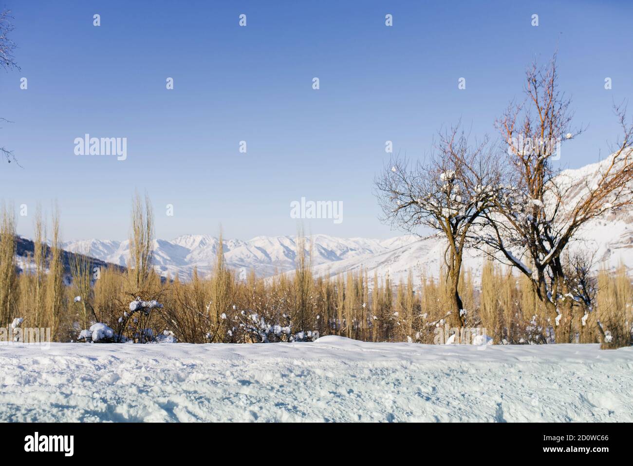 Trees growing in the mountains in winter near Chimgan in Uzbekistan ...