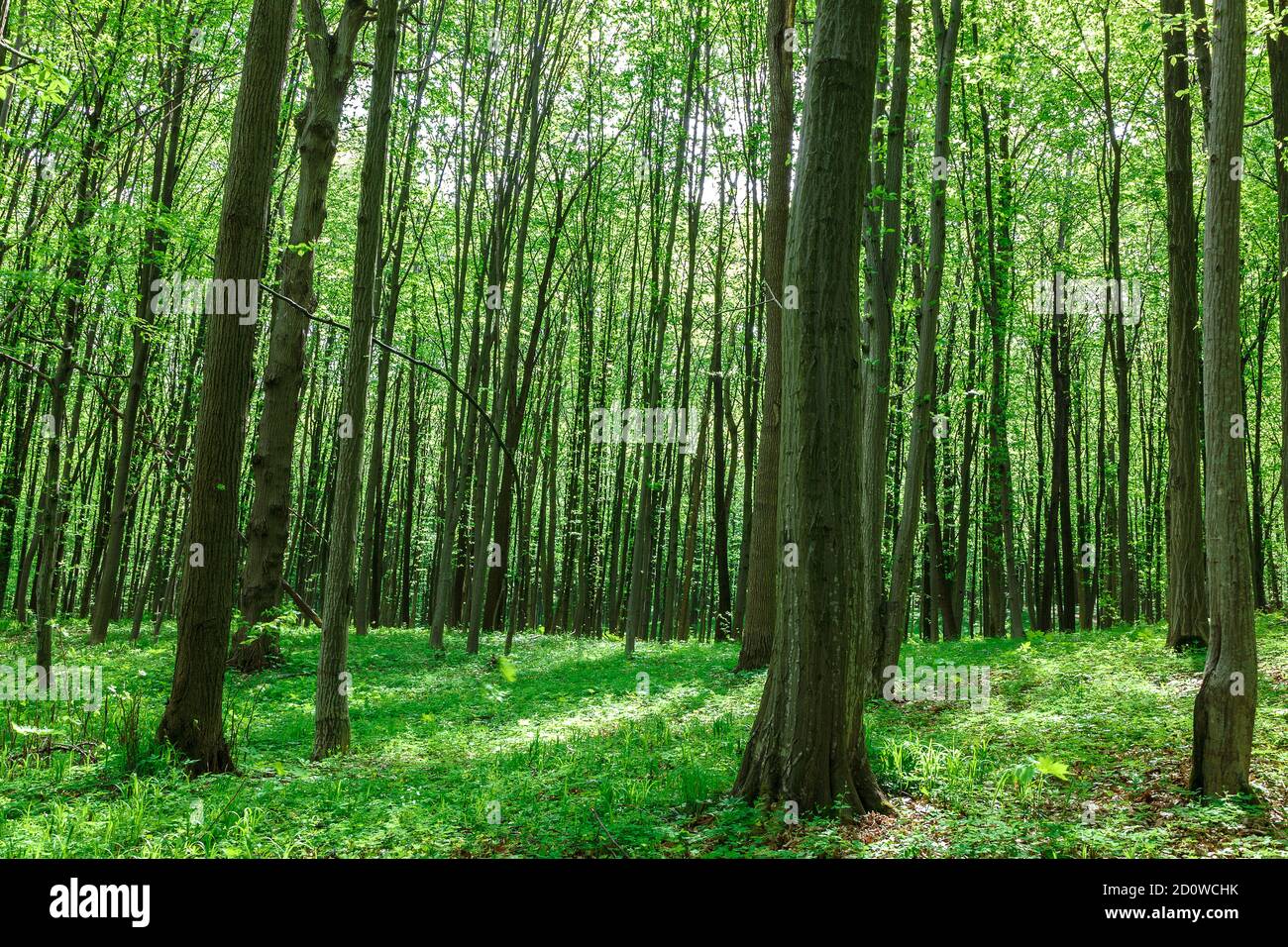 Green deciduous forest in the rain drops on a sunny day Stock Photo - Alamy