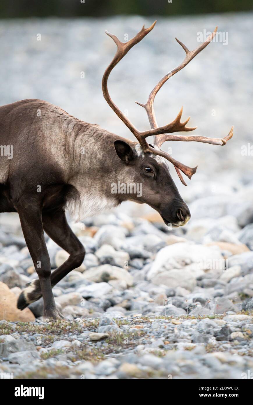 The endangered northern mountain caribou in British Columbia Stock ...