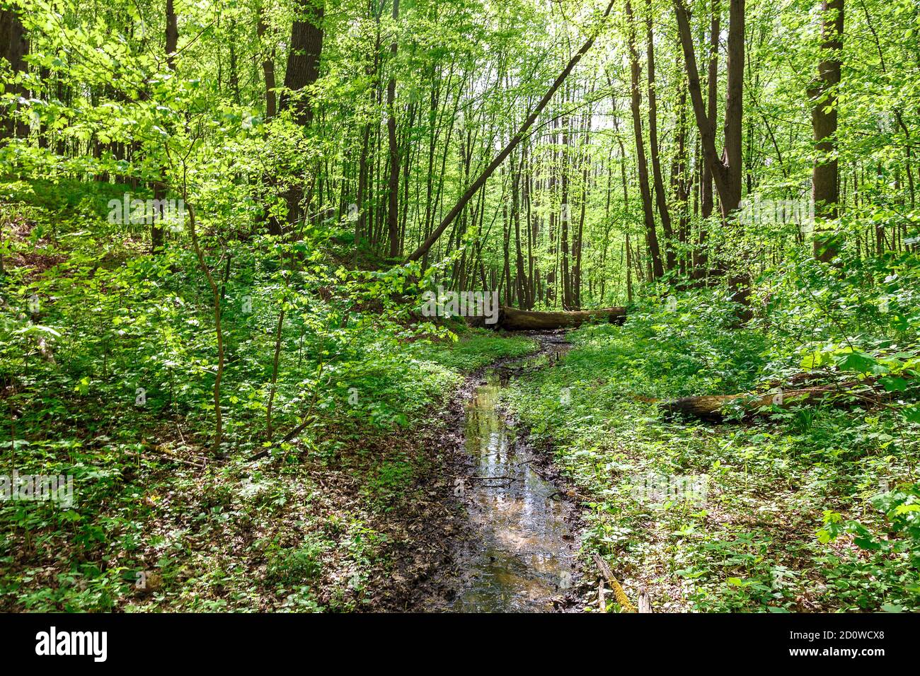 Fern in dew in sunshine hi-res stock photography and images - Alamy