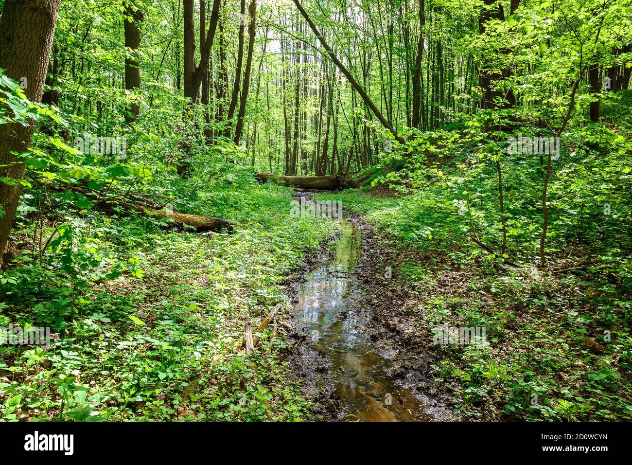 Green deciduous forest in the rain drops on a sunny day Stock Photo - Alamy