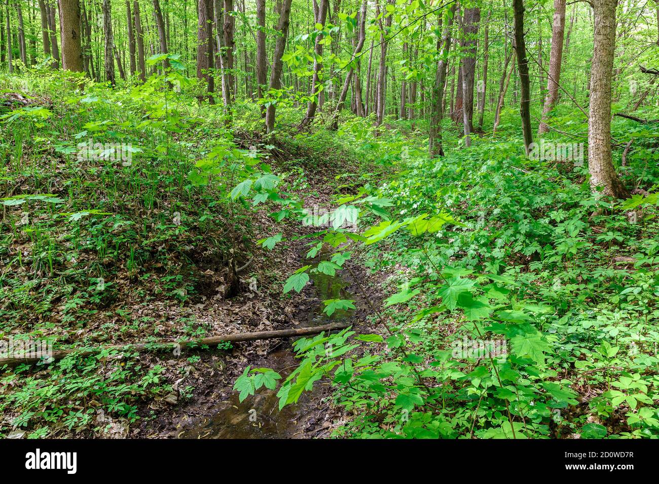 Green deciduous forest in the rain drops on a sunny day Stock Photo - Alamy