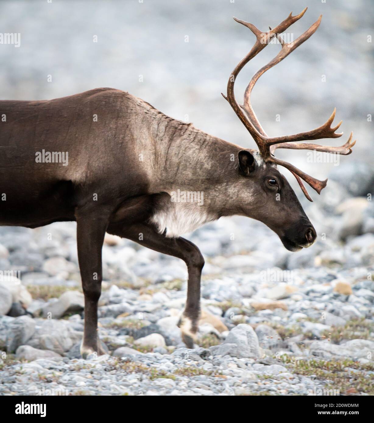 Woodland Caribou Endangered