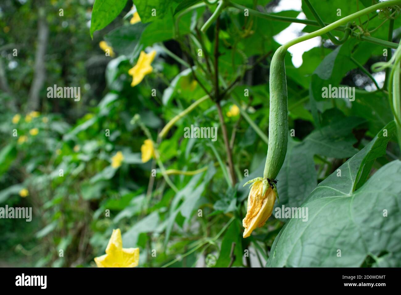 A green vegetable Dhundol or Furol Sponge Gourd Seeds outdoor Stock ...