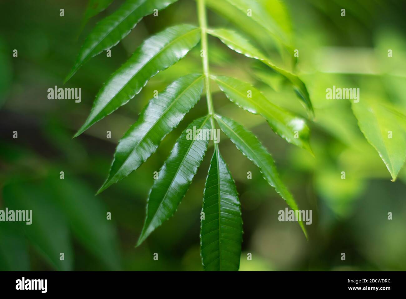 Amra or Spondias or Hog Plum Leaves & Fruits That Multi-Health Benefits ...