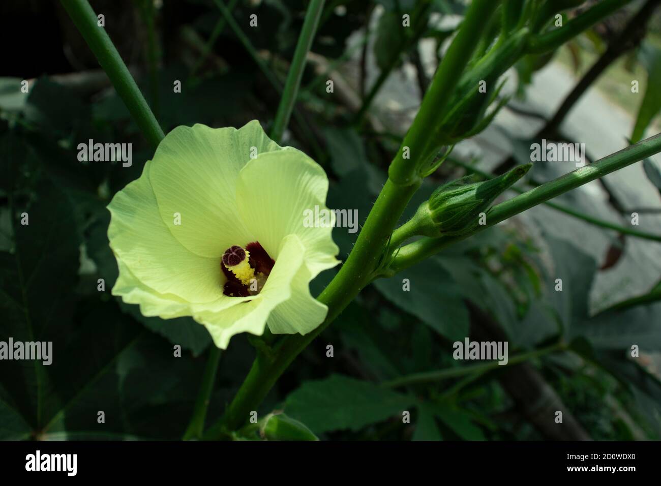 Lady finger flower hi-res stock photography and images - Alamy