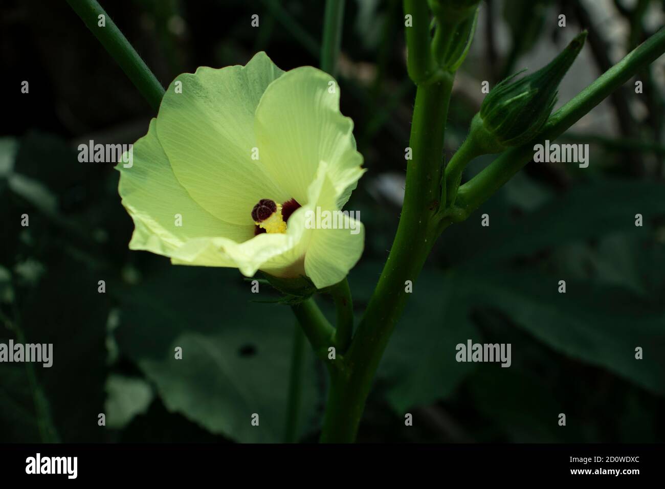 Lady finger flower hi-res stock photography and images - Alamy