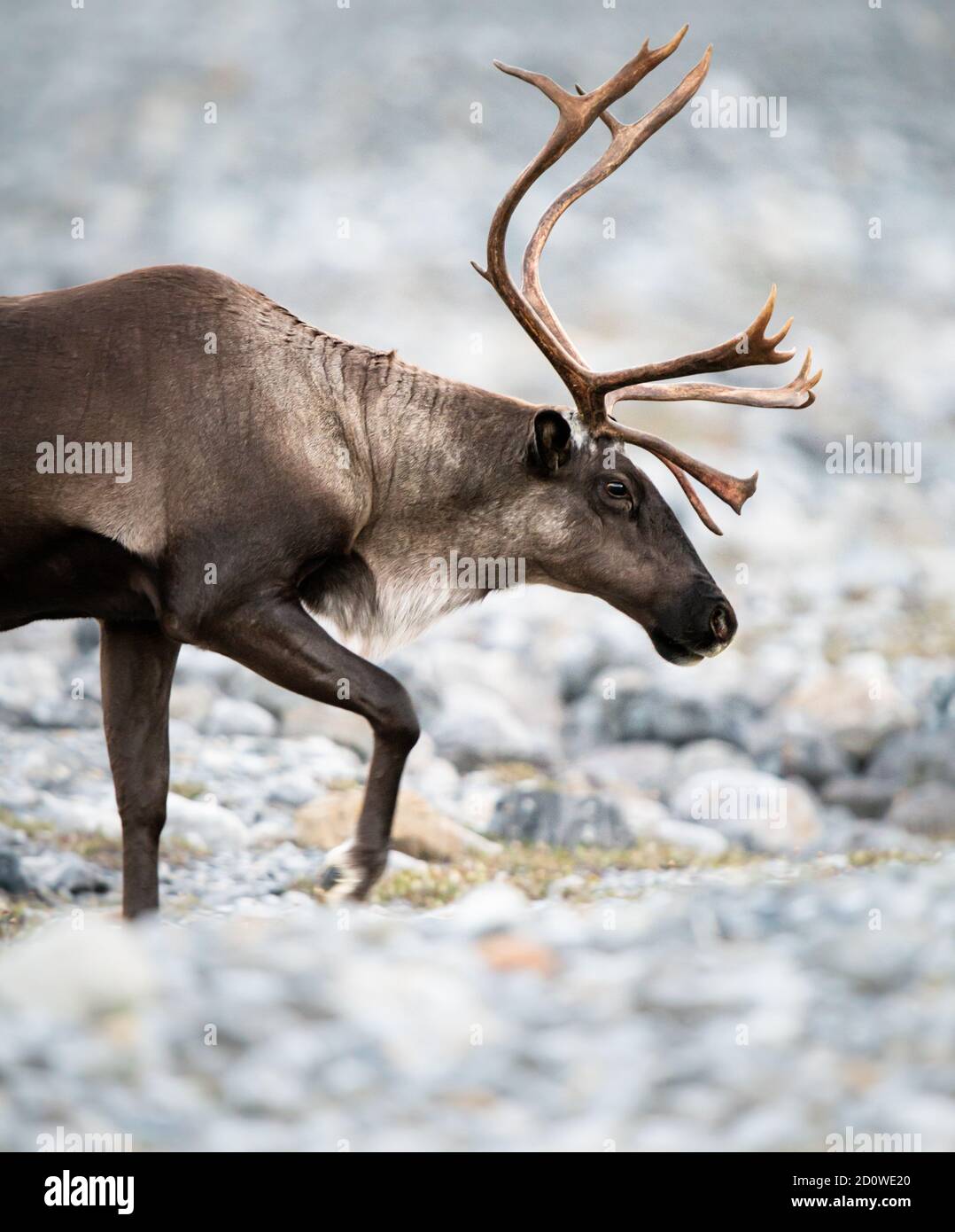 The endangered northern mountain caribou in British Columbia Stock ...