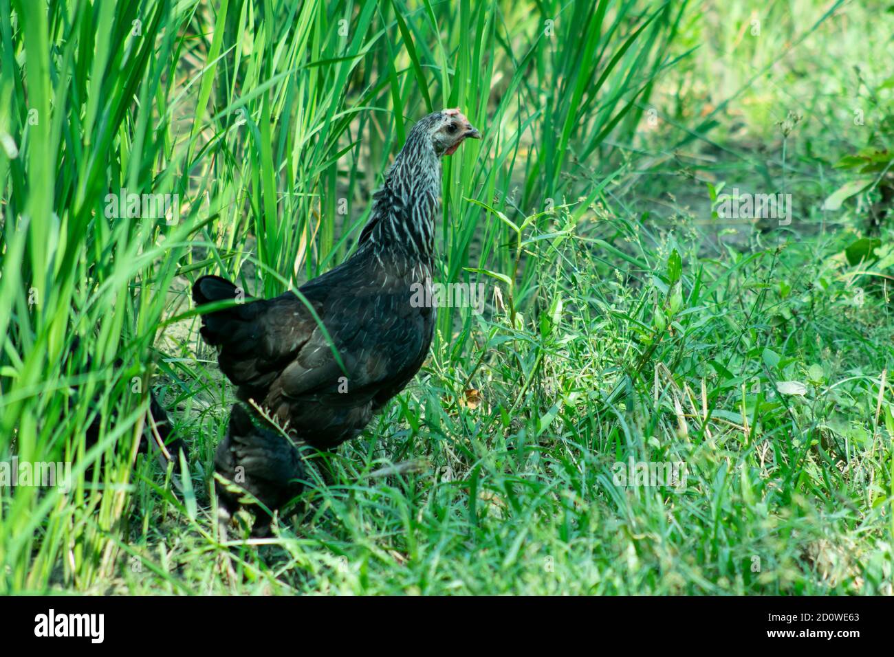 Mother and baby chicken finding feed into the paddy plant Stock Photo ...
