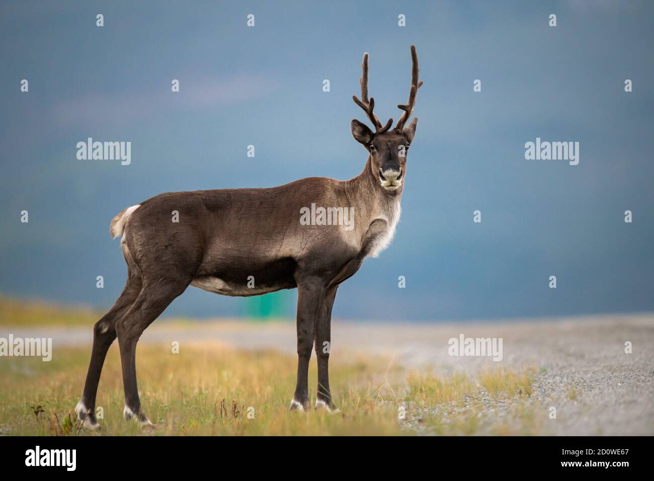 The endangered northern mountain caribou in British Columbia Stock ...