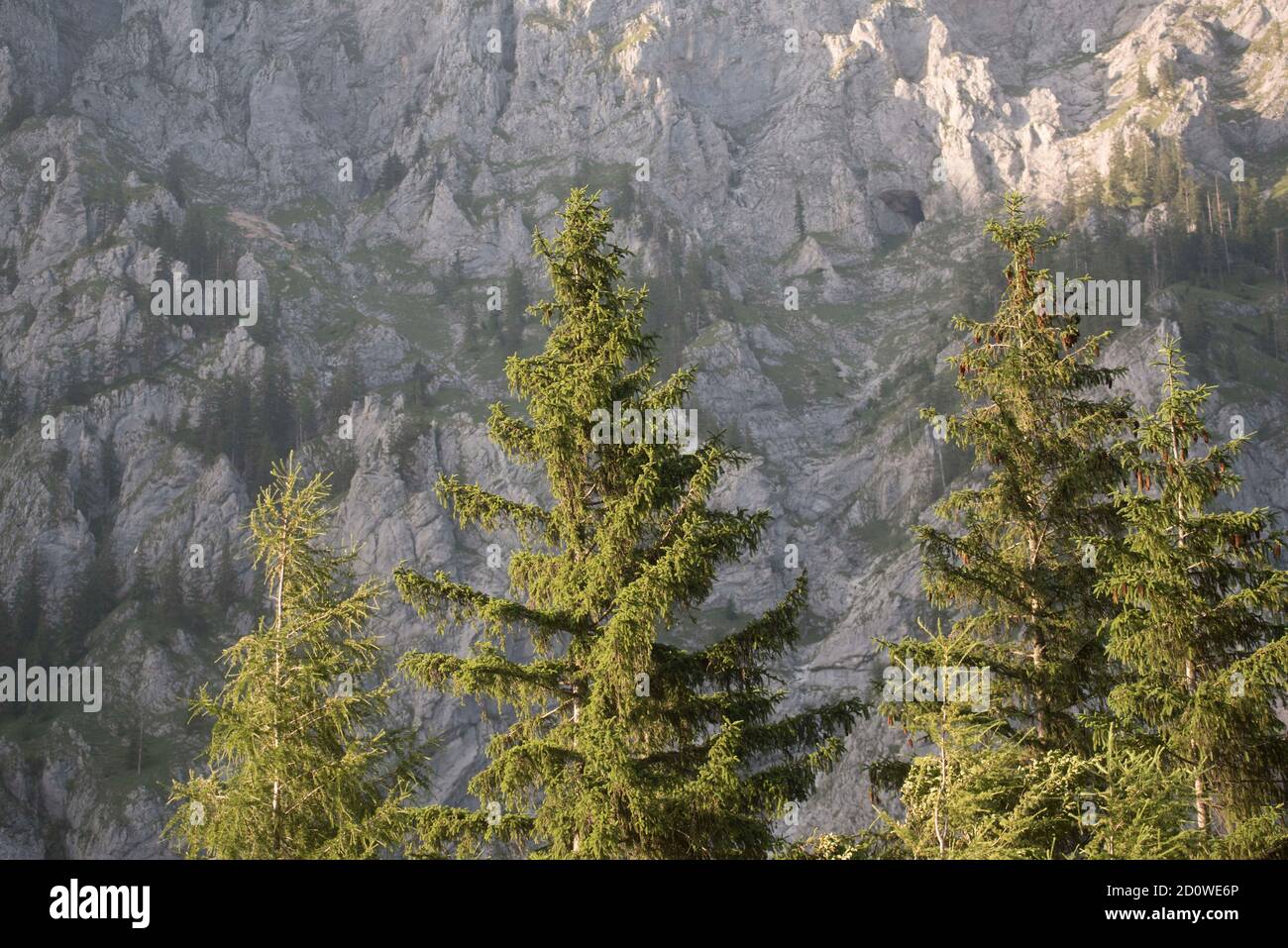conifer trees standing in a forest area in the alps Stock Photo - Alamy