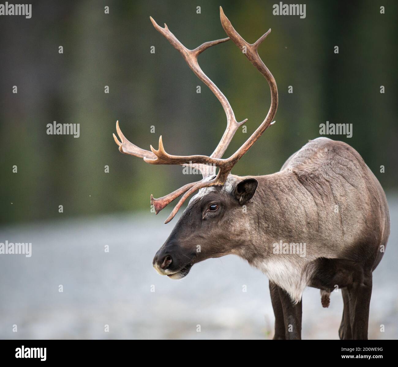 The endangered northern mountain caribou in British Columbia Stock ...