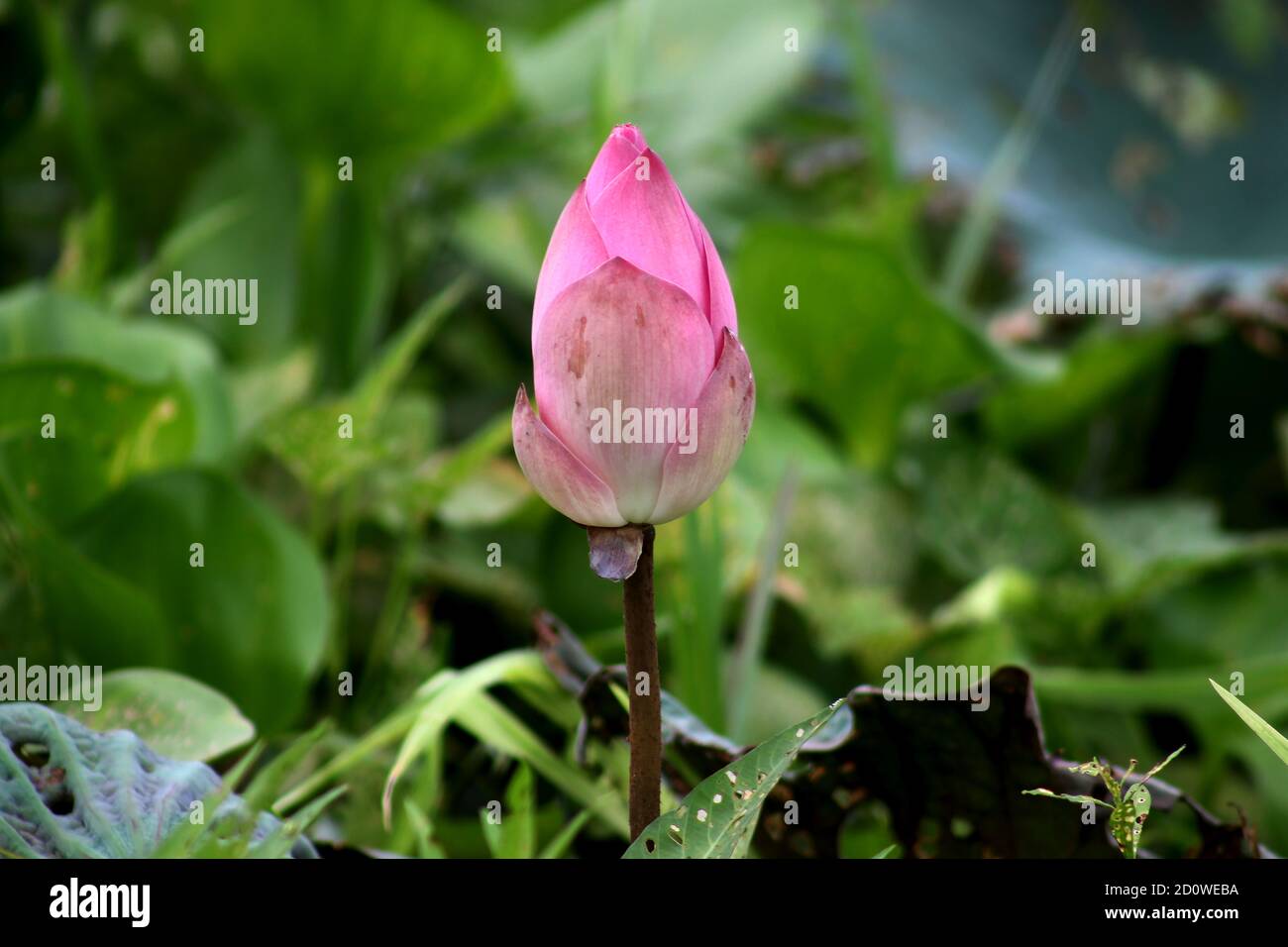 Padma flower hi-res stock photography and images - Alamy