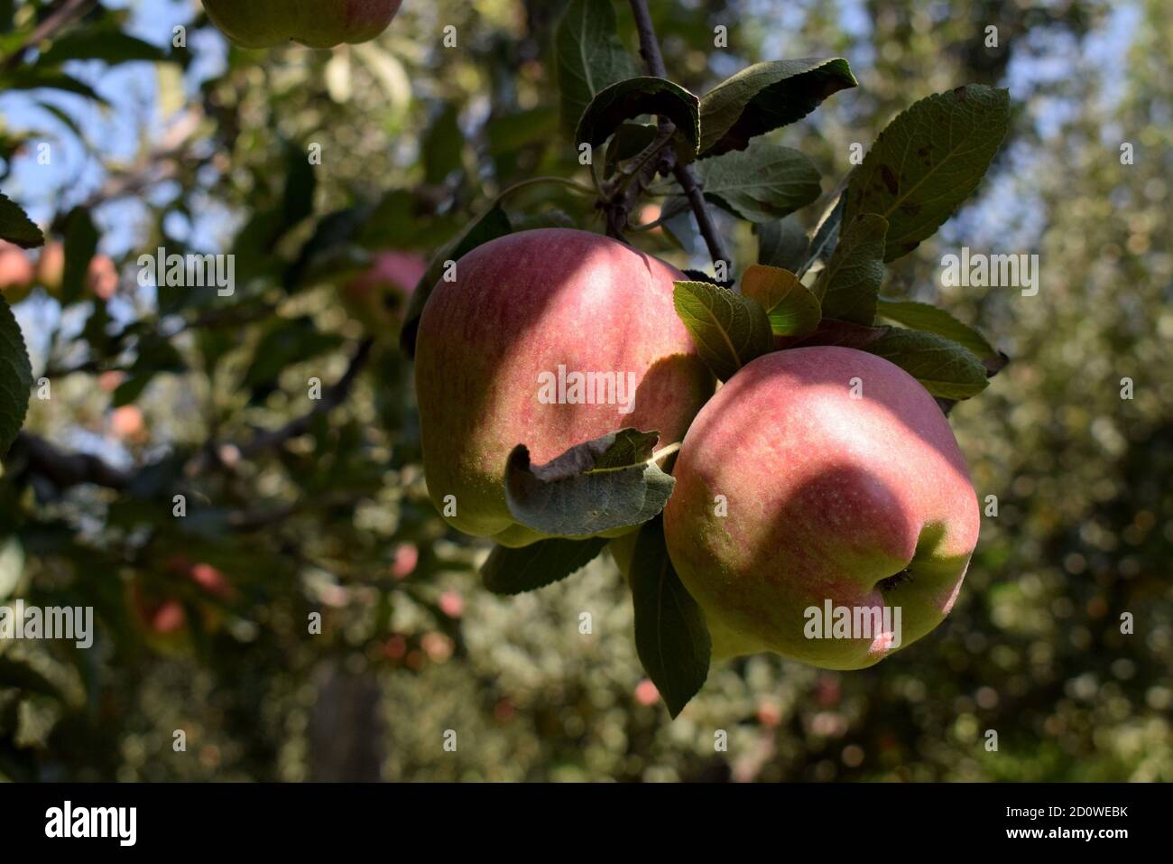 A tree full of fresh apples at an apple orchard in Shopian, Kashmir ...