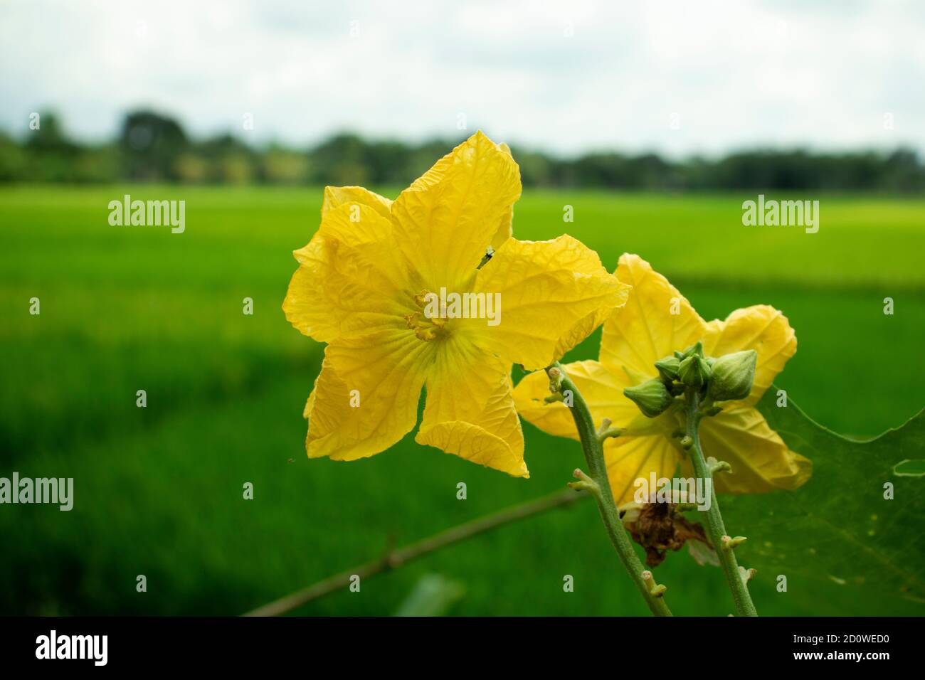 Paddy stem hi-res stock photography and images - Alamy