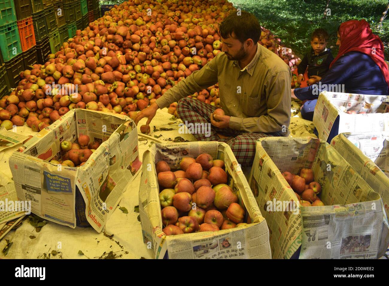 A man packing fresh apples in an apple orchard in Shopian, Kashmir ...