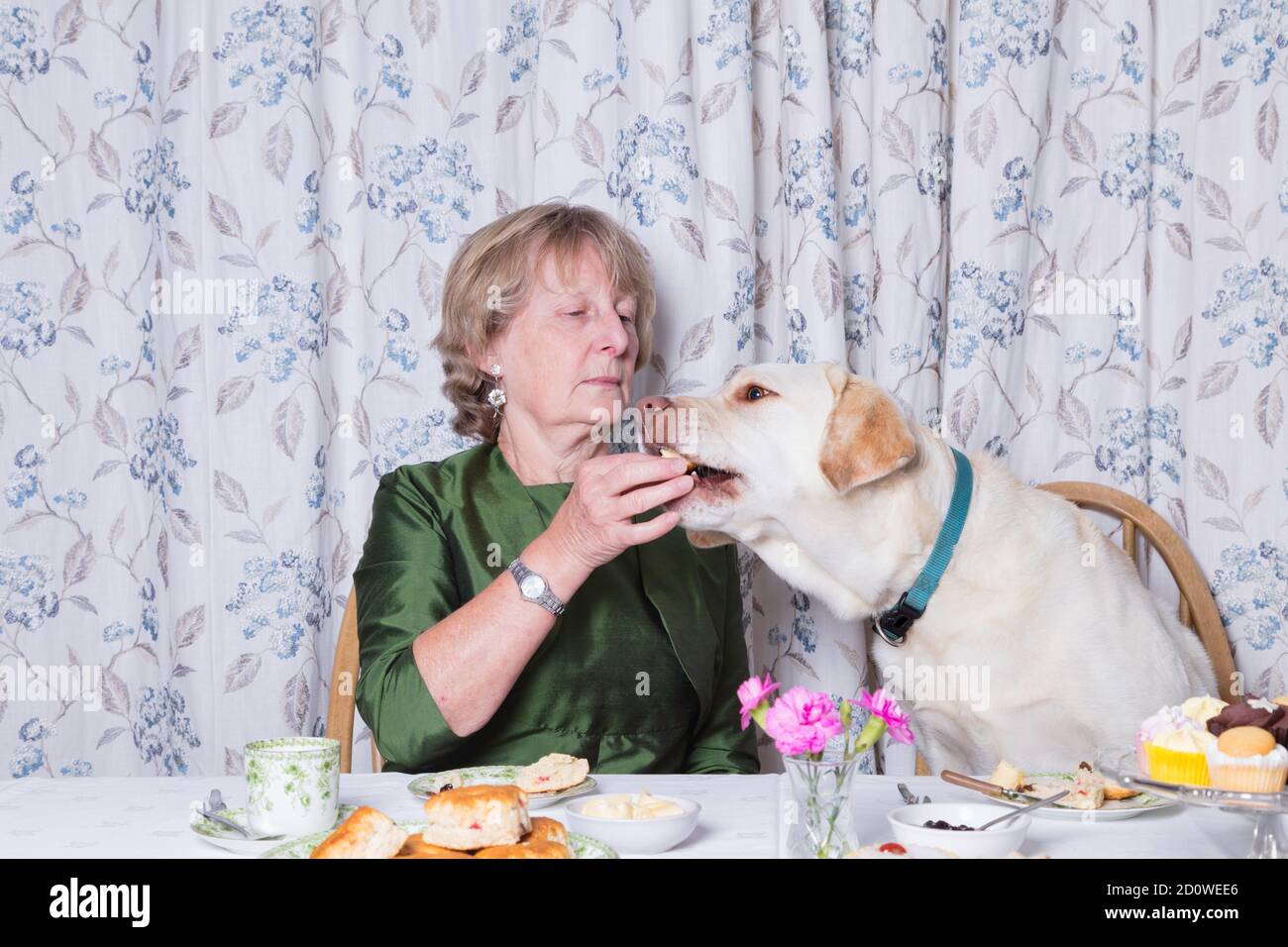 Senior lady and her Golden Labrador sitting together for a traditional ...