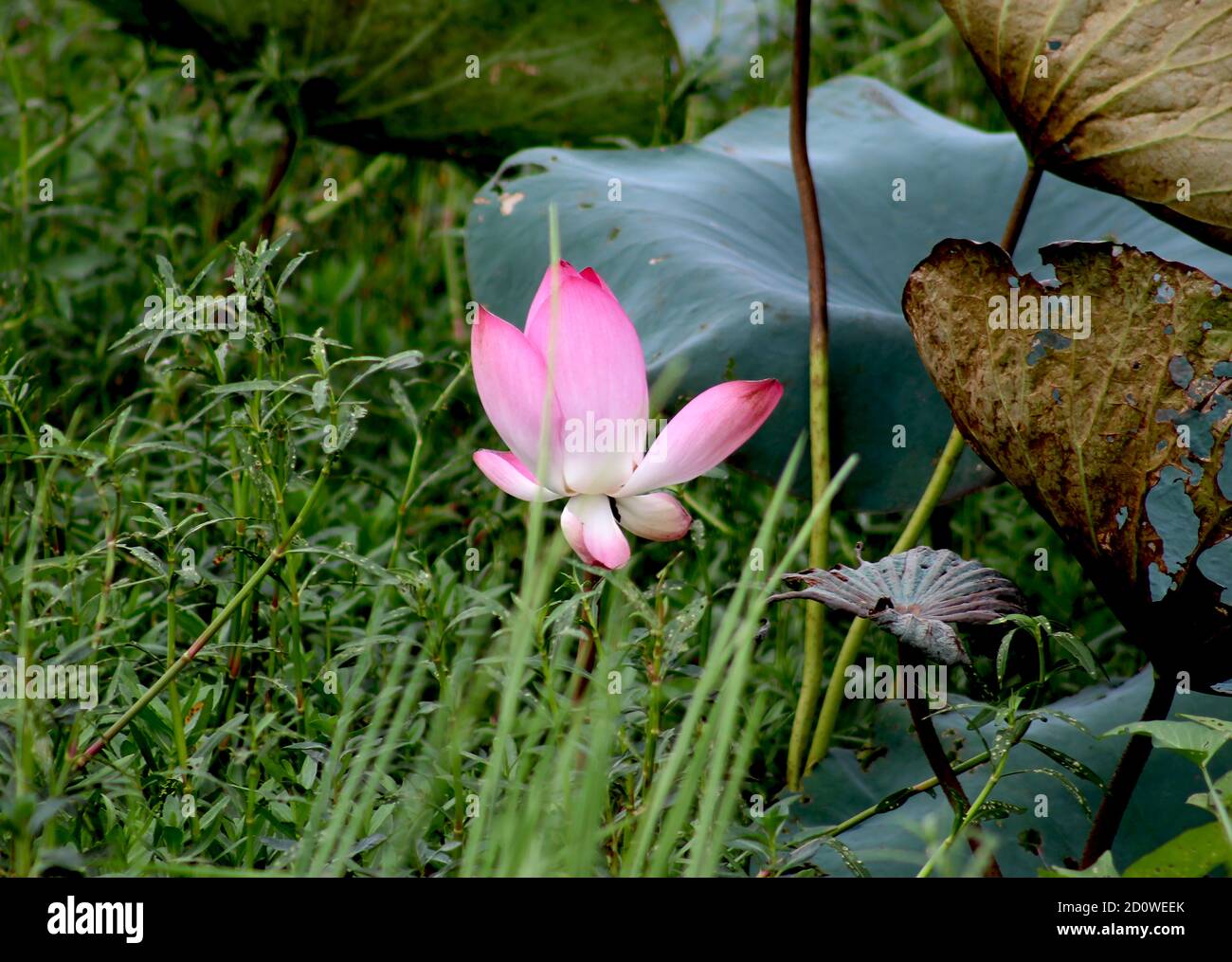 Padma flower hi-res stock photography and images - Alamy