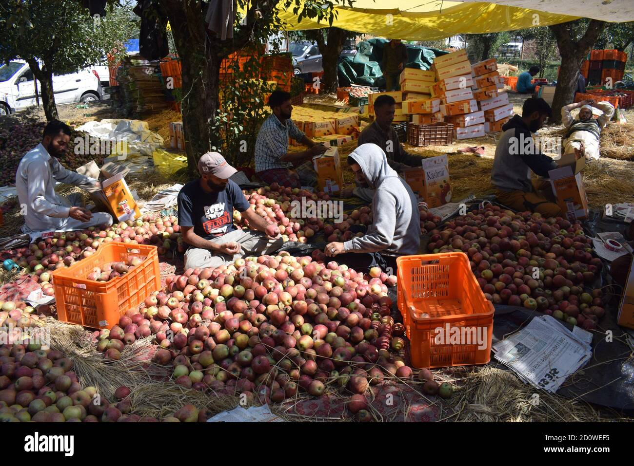 Kashmir apple hi-res stock photography and images - Alamy