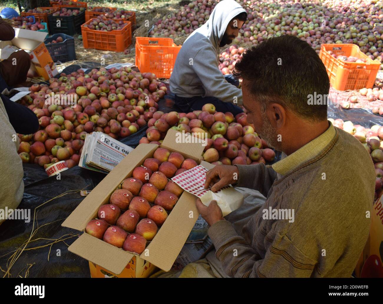 People sorting fresh apples at an apple orchard in Shopian, Kashmir ...