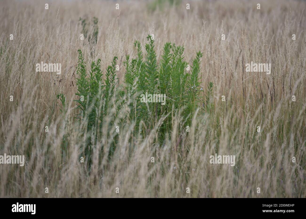 natural grass landscape on a meadow, plants and grasses growing Stock ...