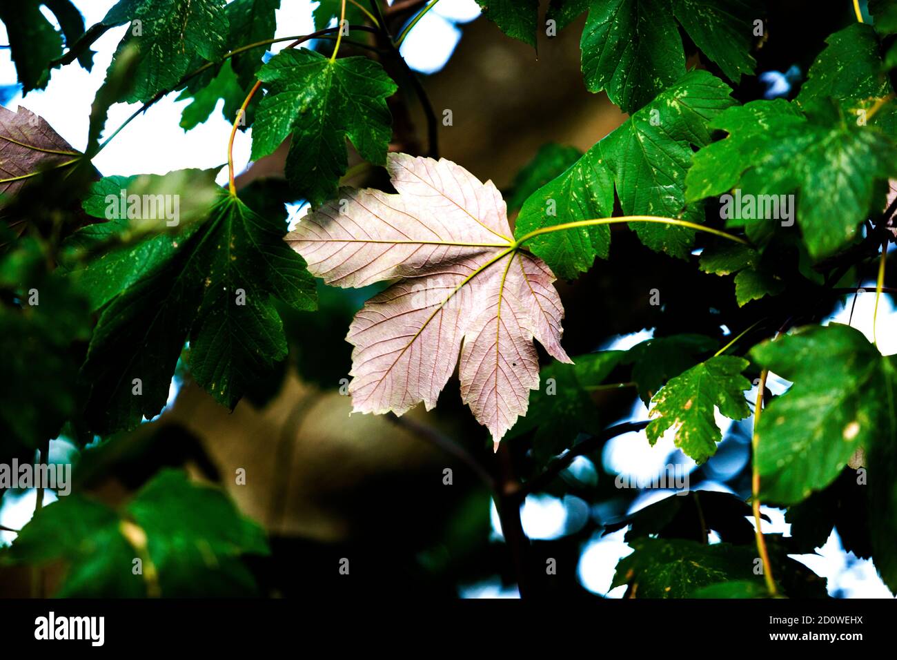 Signs of autumn, leaves changing colors on tree branches amidst green ...