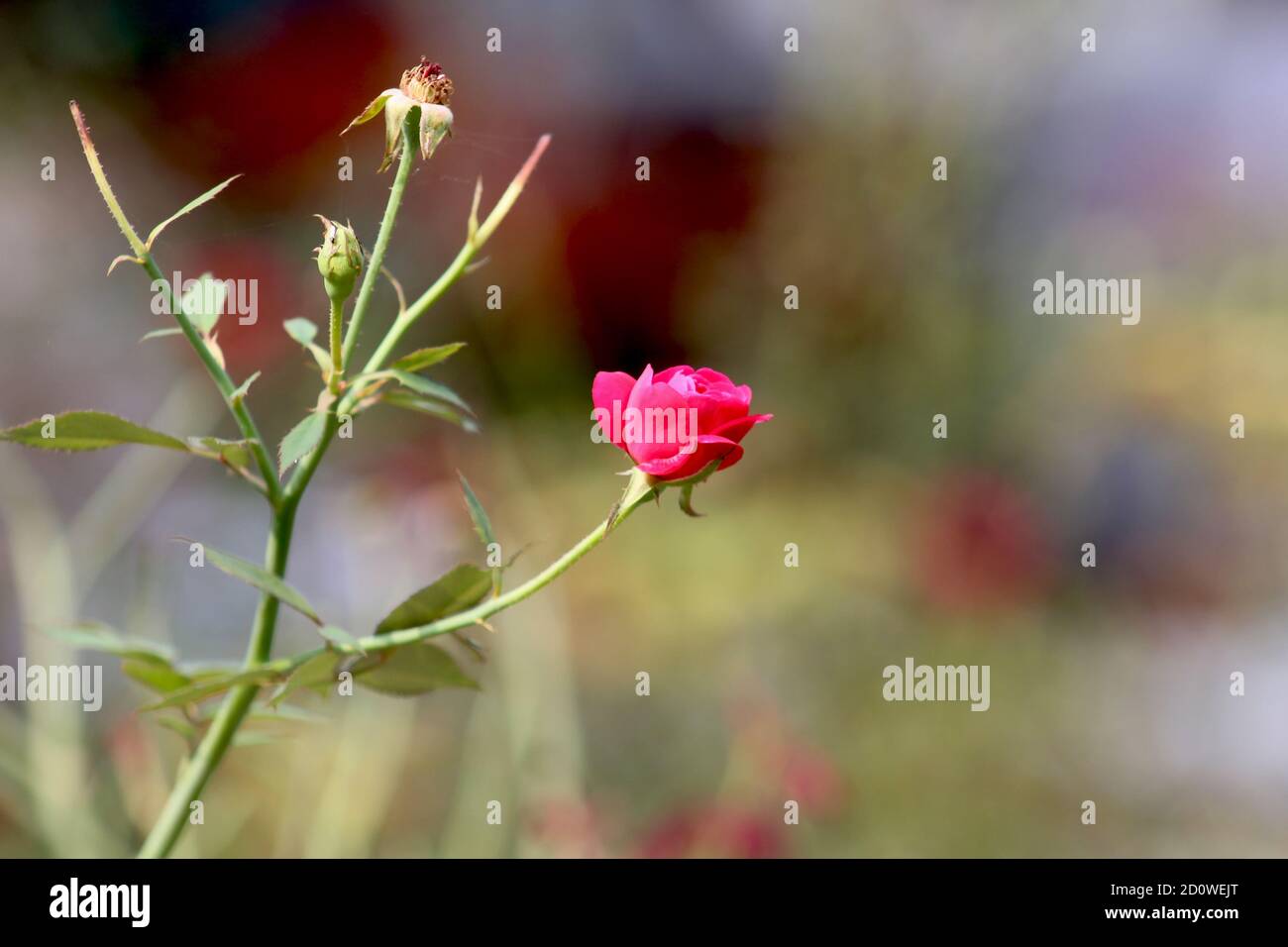 small blooming roses Stock Photo - Alamy