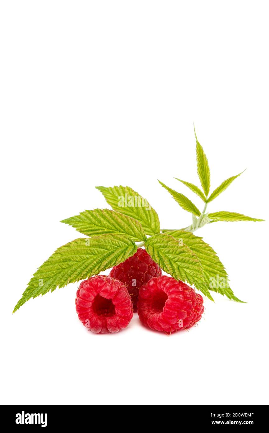 Fruits raspberries isolated on a white background Stock Photo - Alamy