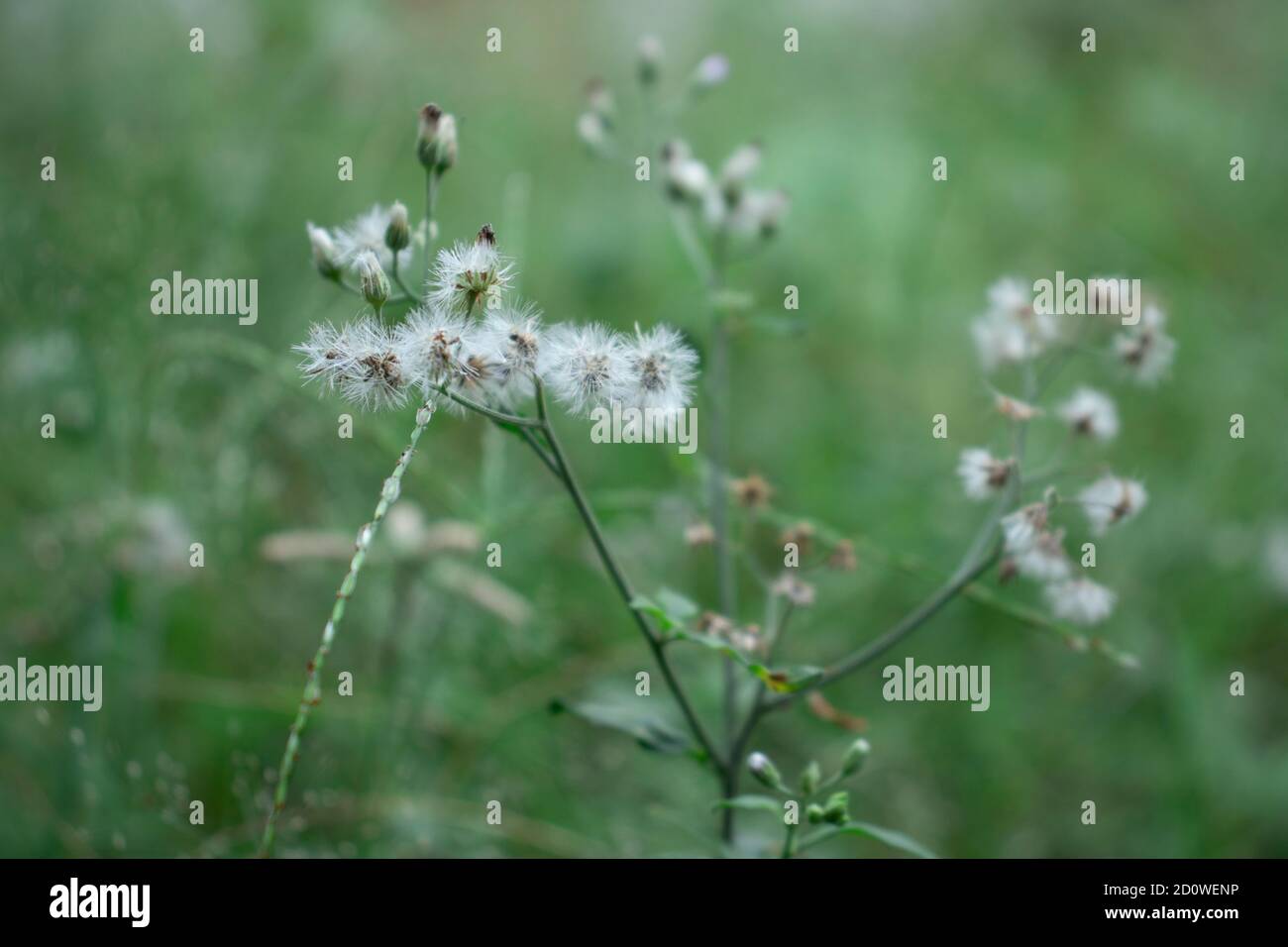 Grass flowers whose fine thread-like fur is special in nature Stock ...