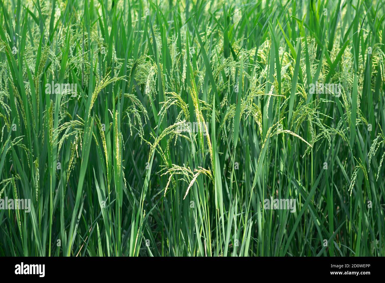 Village paddy plant green natural closeup background Stock Photo - Alamy