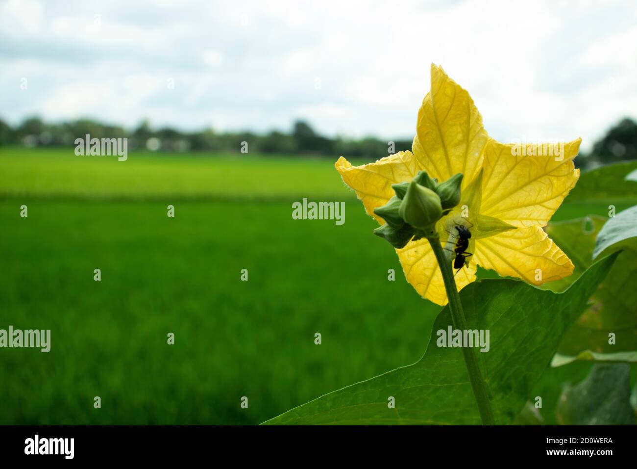 Group of dhundal and flowers on the side of the road and ant on top ...