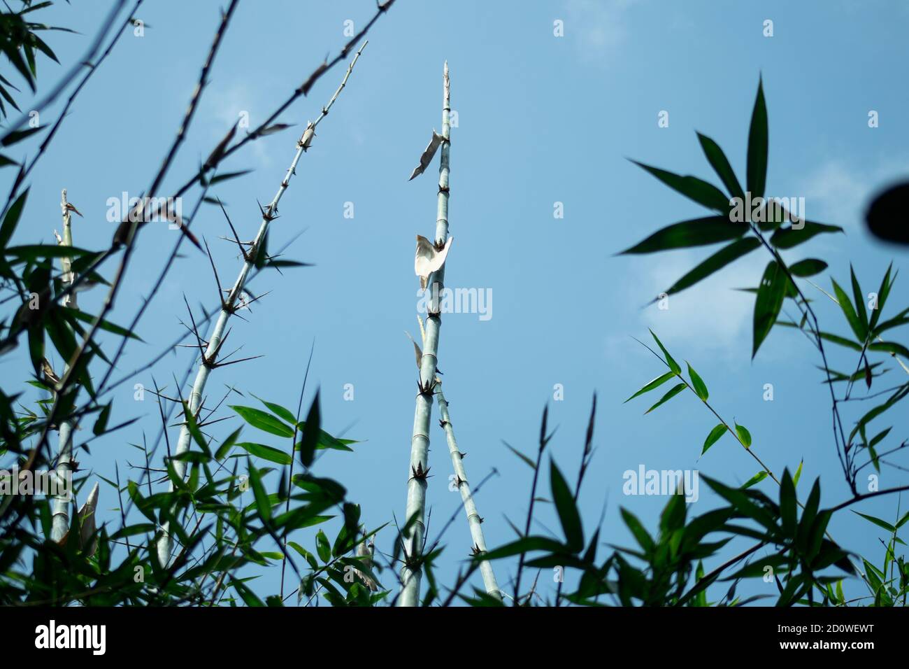 Large bamboo plant hi-res stock photography and images - Alamy