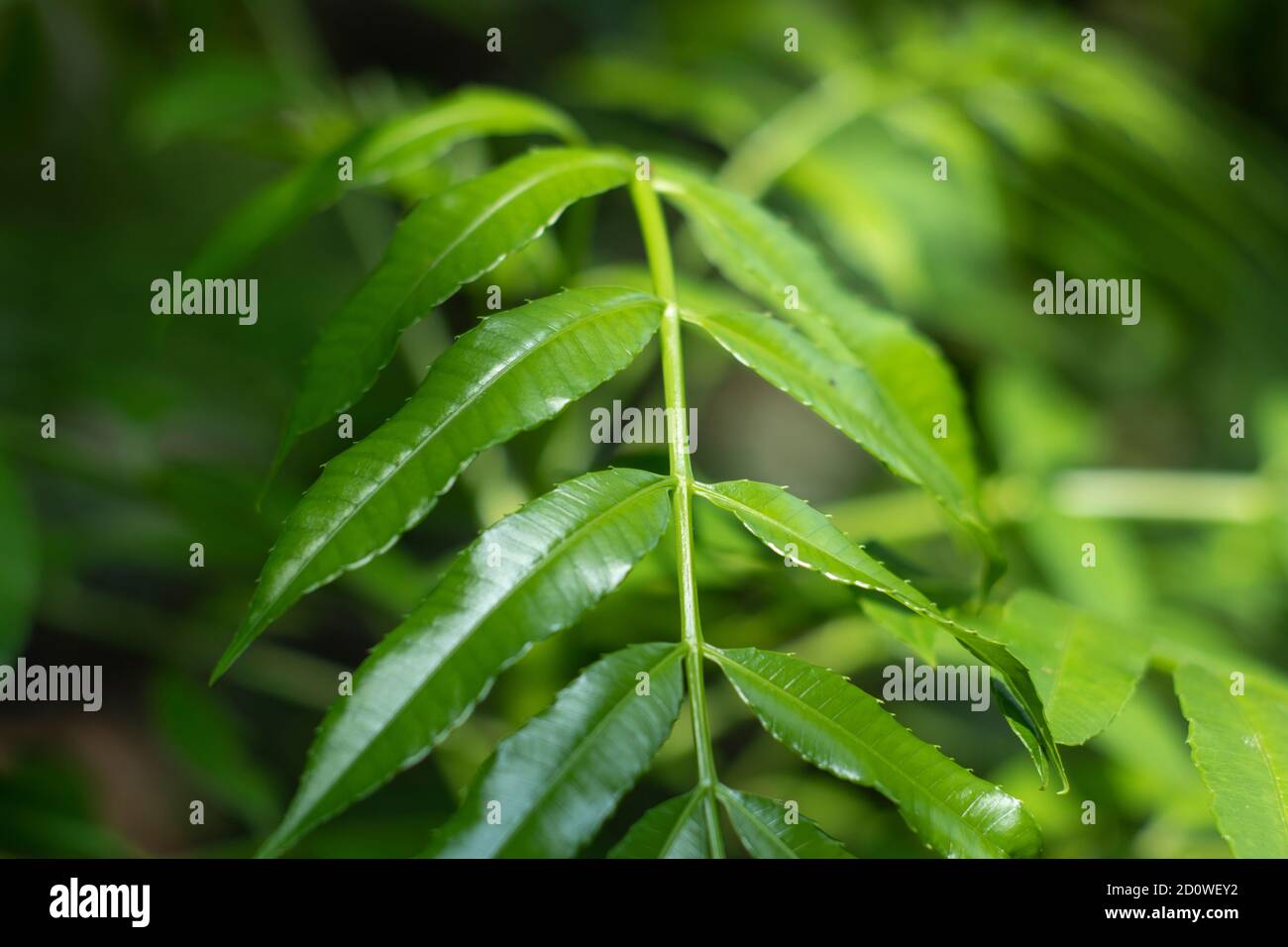Hog plum tree hi-res stock photography and images - Alamy