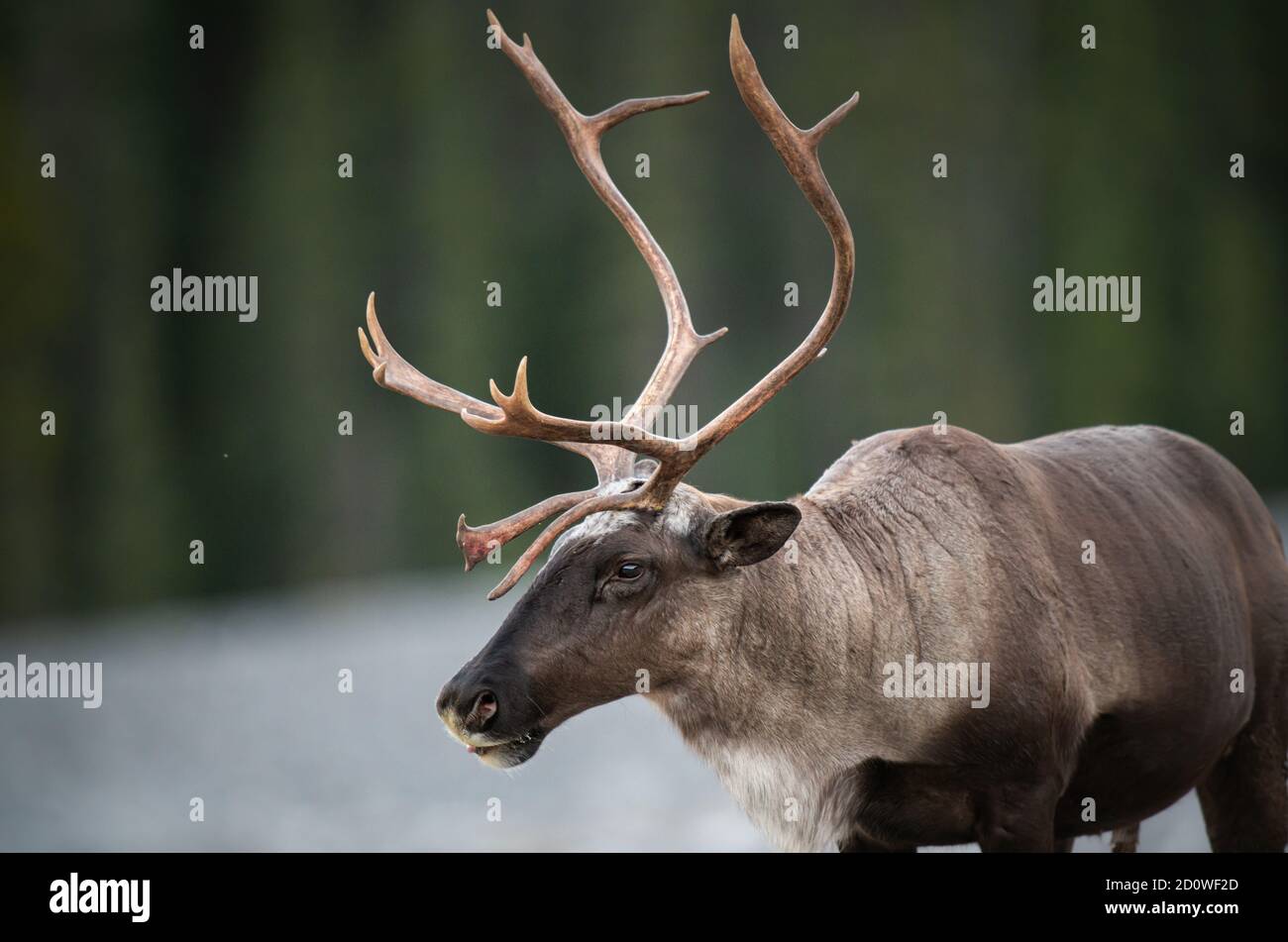 The endangered northern mountain caribou in British Columbia Stock ...