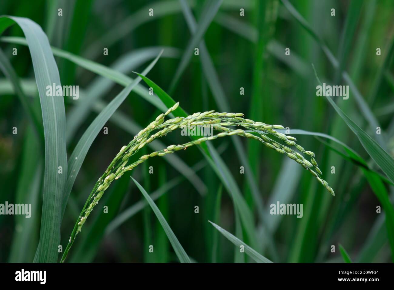 Single rice plant hi-res stock photography and images - Alamy