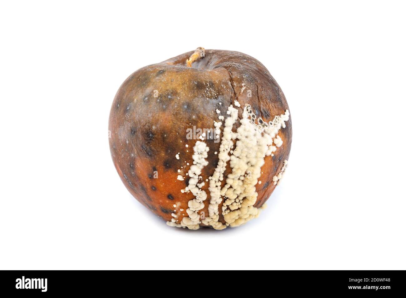 Fruits of apple with rot isolated on white background Stock Photo - Alamy