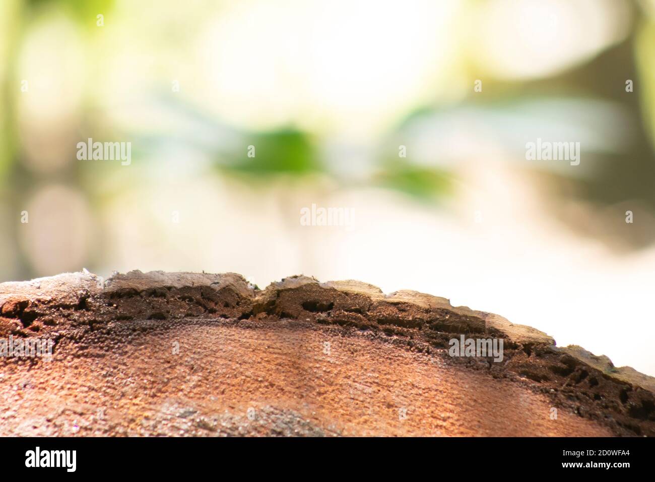 The root cut front inside part of the coconut tree with white ...