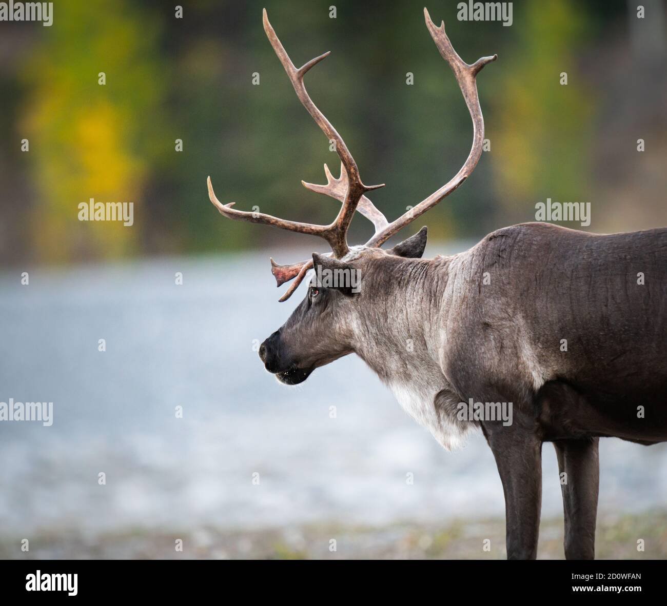 The endangered northern mountain caribou in British Columbia Stock ...
