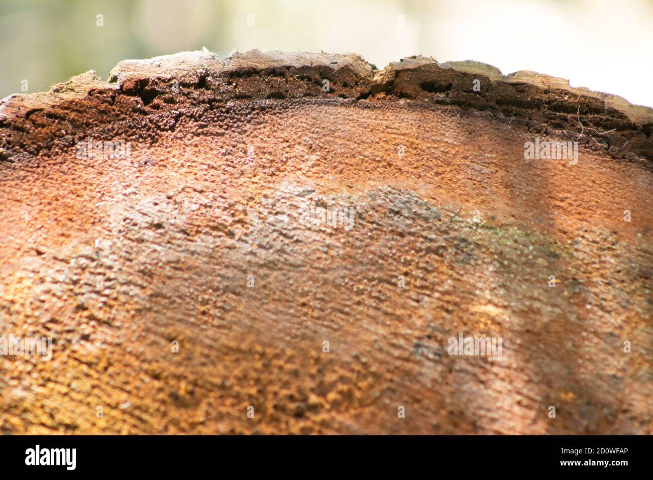 Cutting tree root hi-res stock photography and images - Alamy