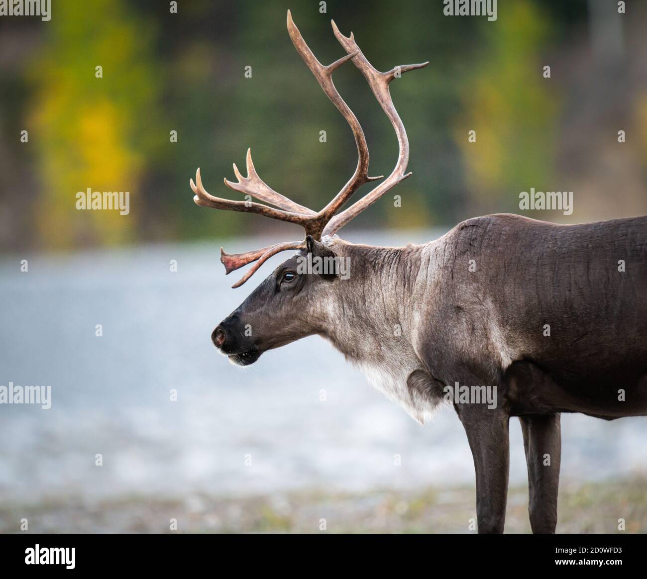 The endangered northern mountain caribou in British Columbia Stock ...