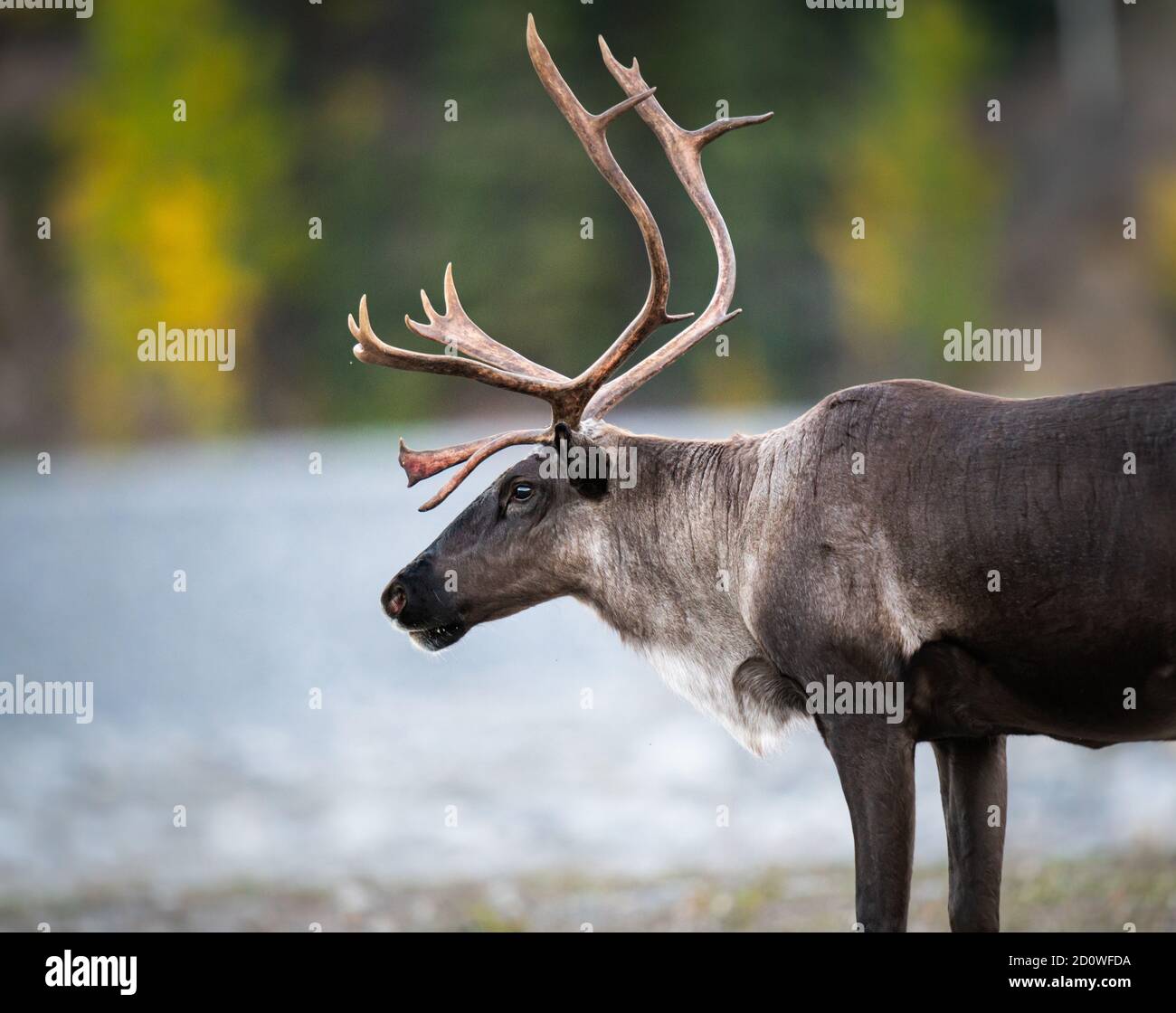 The endangered northern mountain caribou in British Columbia Stock ...