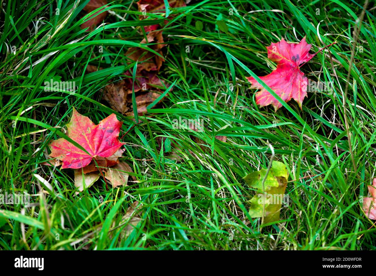 Signs of autumn, two red maple fallen leaves on green grass, signs of ...