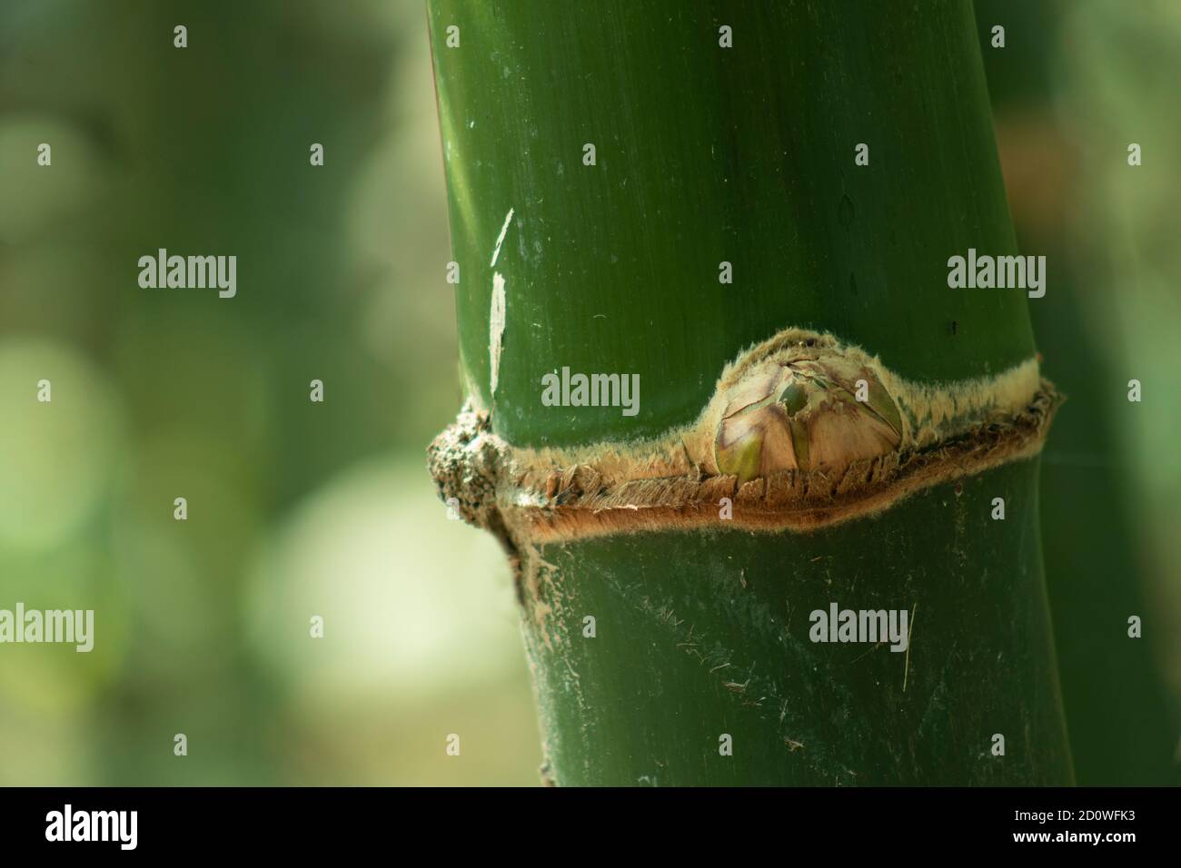 The big fat single green bamboo joint closeup from the bamboo plant ...