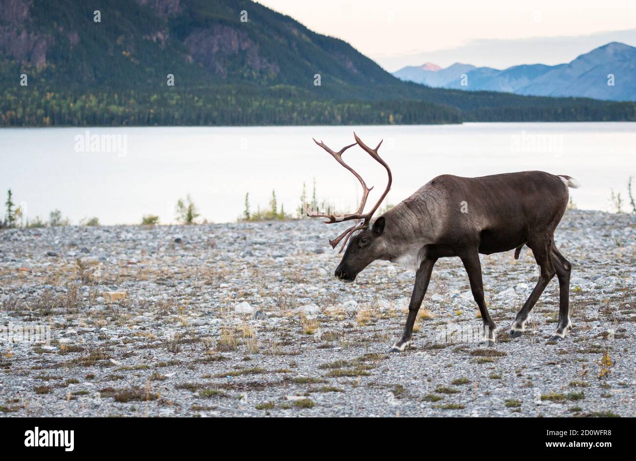 The endangered northern mountain caribou in British Columbia Stock ...