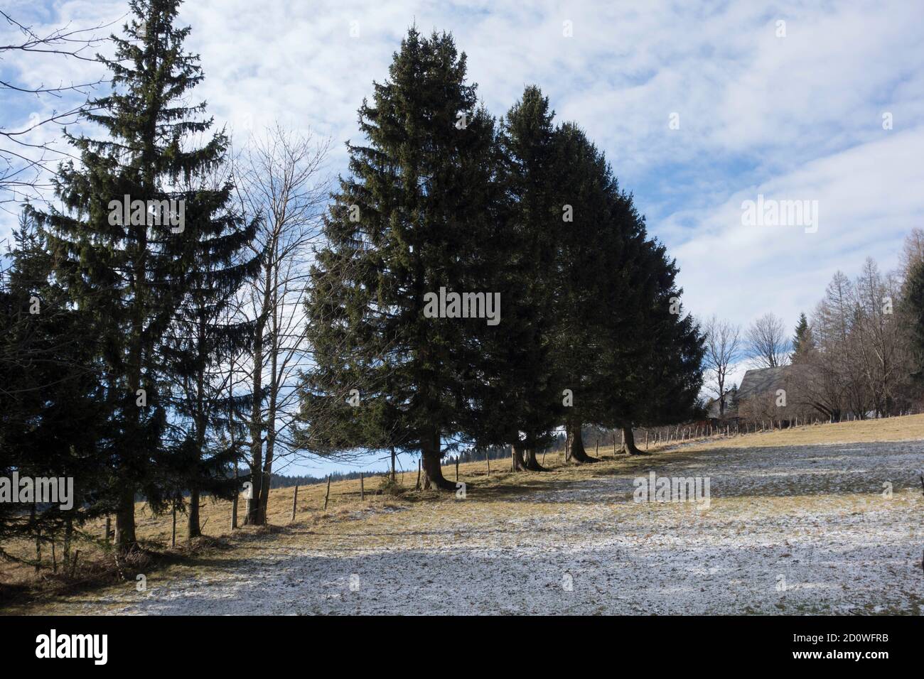 conifer trees standing in a forest area in the alps Stock Photo - Alamy