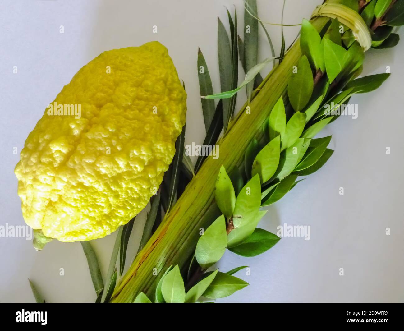 Jewish festival of Sukkot. Traditional symbols (The four species ...